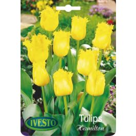 ЛУКОВИЦИ ЛАЛЕ 3047 HAMILTON 3БР на ТОП цена | 98712 — TeMax.bg