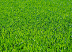 Как да поддържаме идеалната трева в двора • DYI идеи — TeMax.bg - Идеи ...